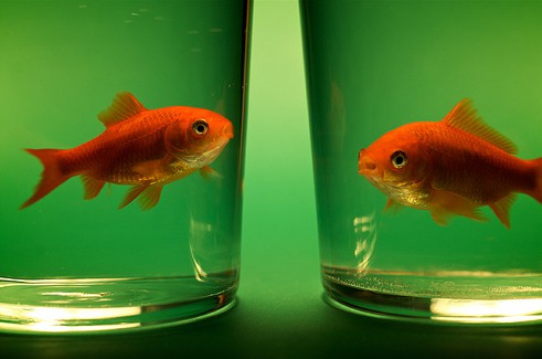 Living Apart, Together: Why Some Couples are Forgoing Cohabitation - Luvze