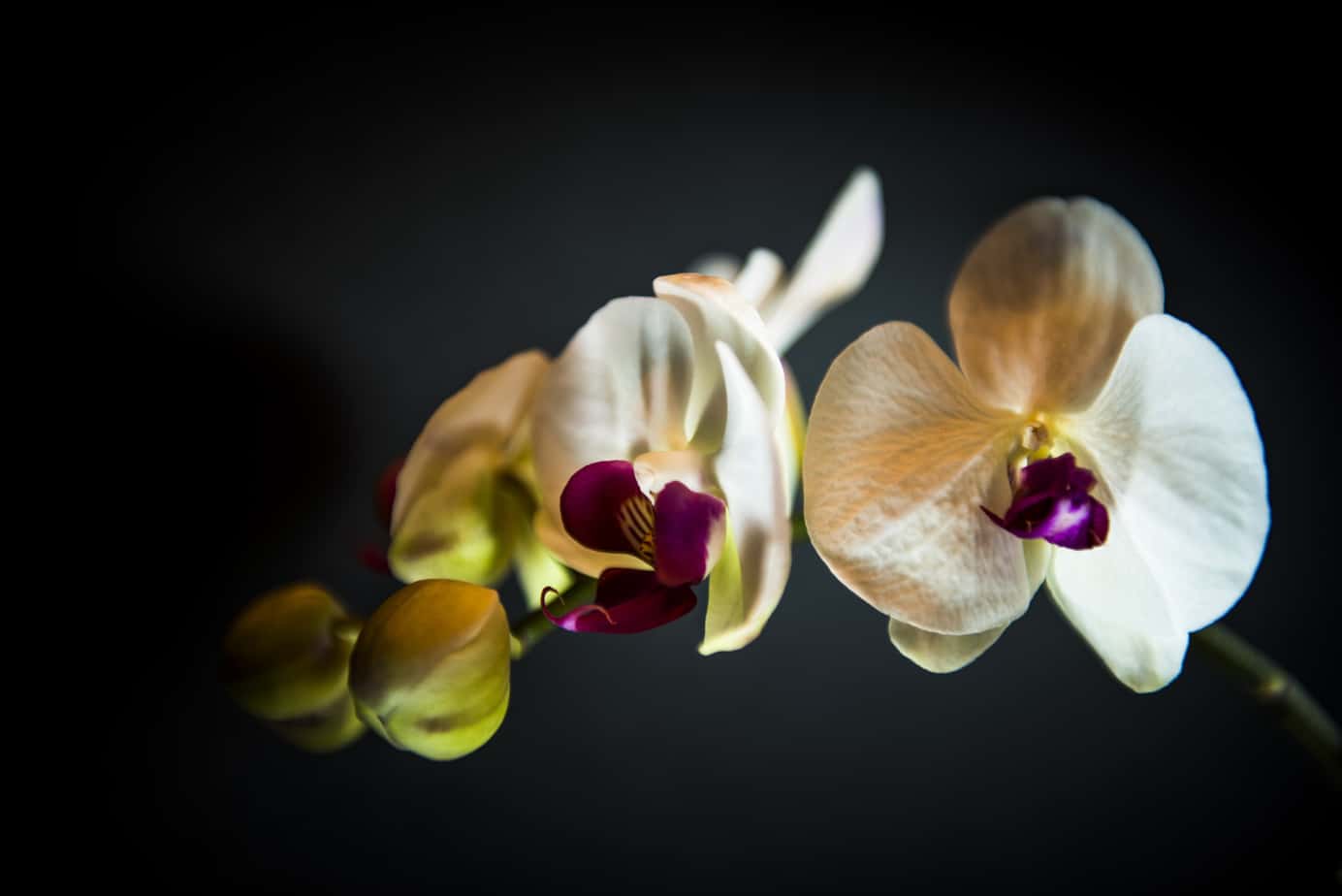 The Orchid Effect: How Relationships and Genetics Influence Your Health ...